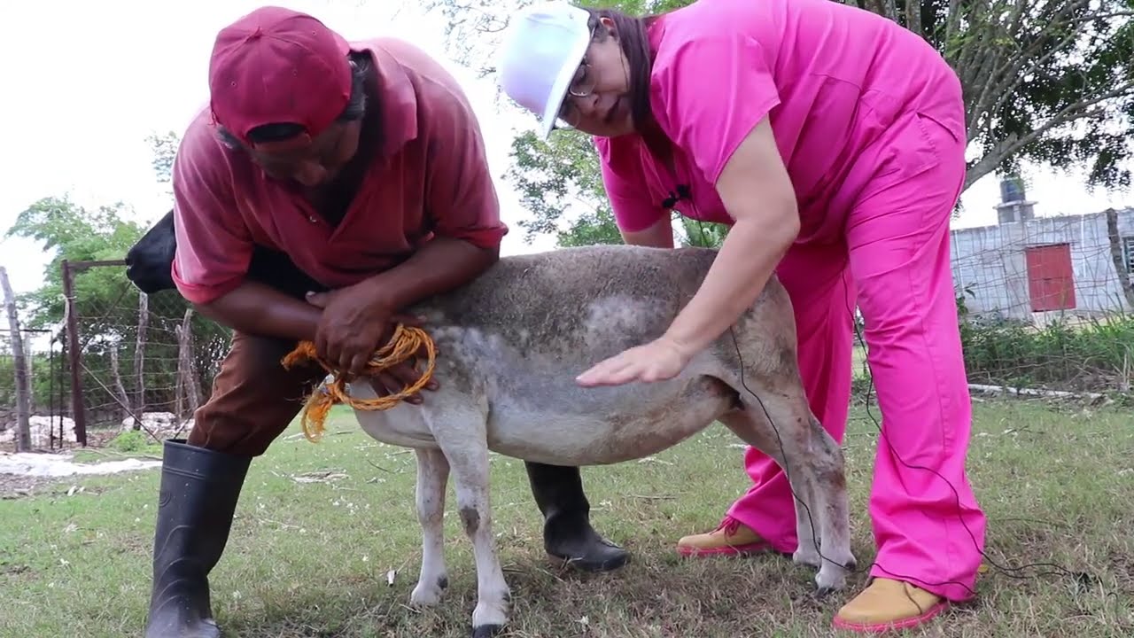 Descubre cómo detectar si una borrega está cargada y aprende todo sobre ...