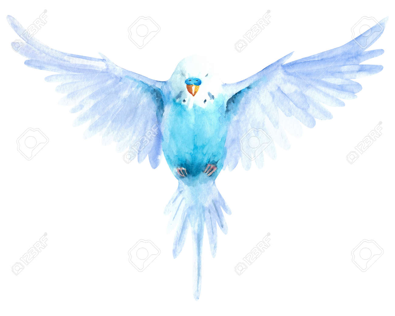 Periquito australiano: Descubre cómo diferenciar el macho de la hembra ...