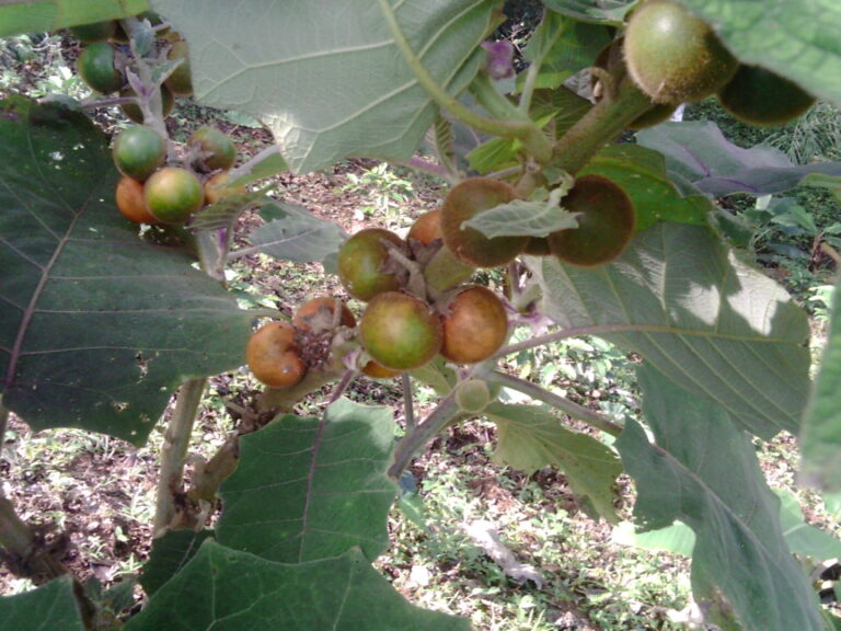 El lulo en Colombia: todo lo que necesitas saber sobre esta deliciosa ...