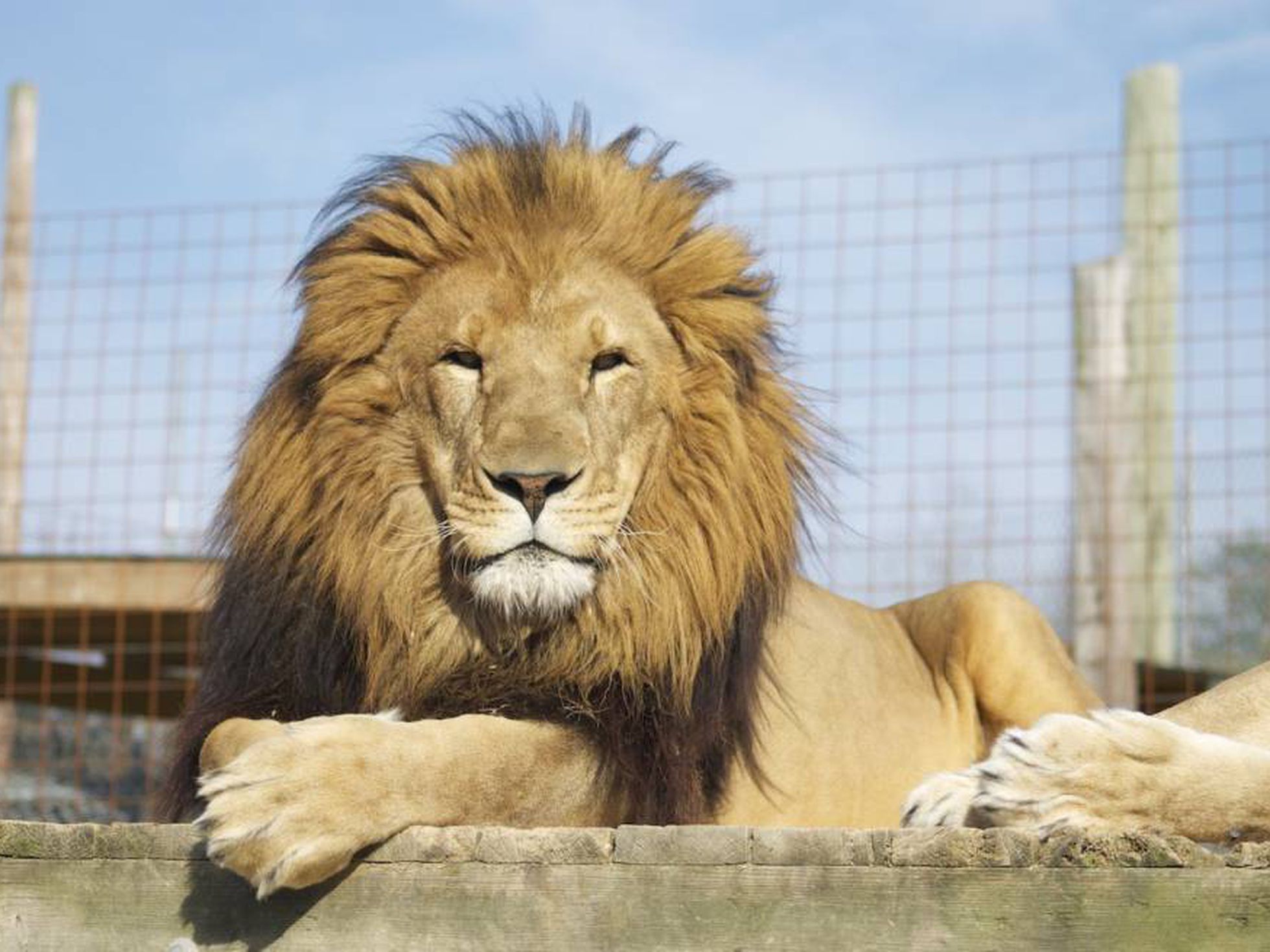 Cuánto cuesta la entrada al zoológico de León: descubre los precios ...