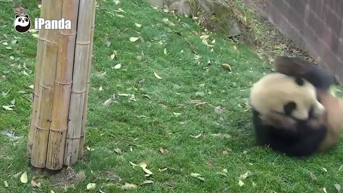 Descubre quién es Panda de Yolo Aventuras y sorpréndete con su ...