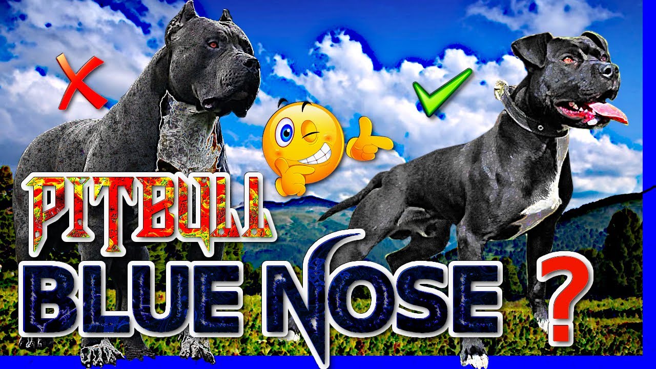Descubre cuánto cuesta un perro Pitbull Blue Original y sorpréndete con ...